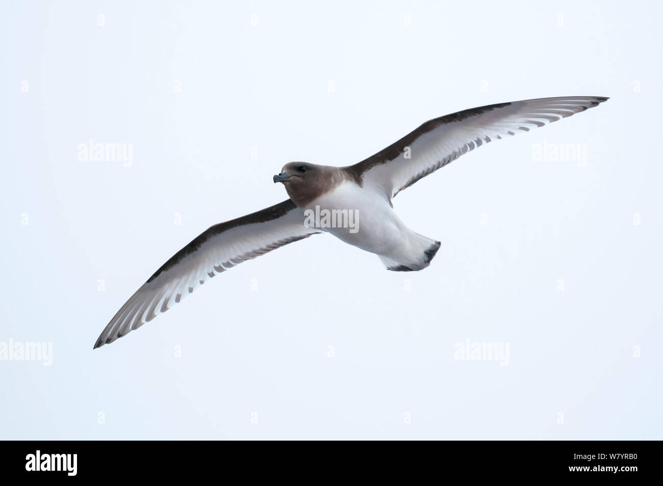 Antarctic petrel (Thalassoica antarctica) flying, Southern Ocean ...