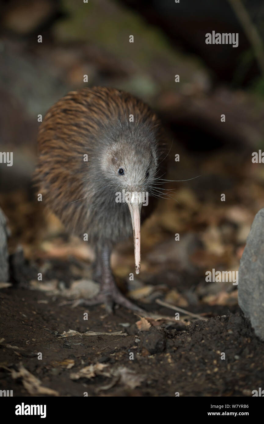North island brown kiwi hi-res stock photography and images - Alamy