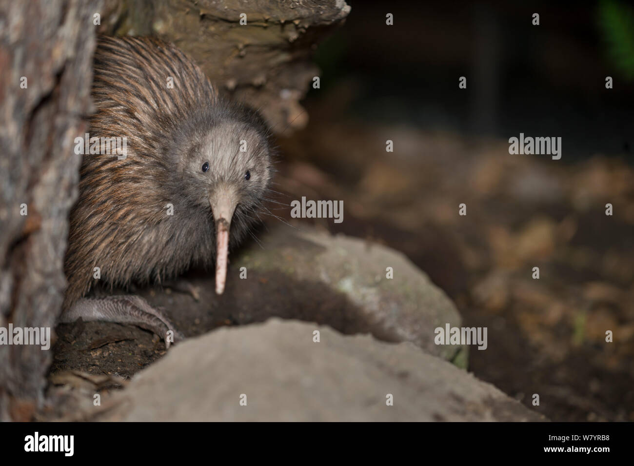 North island brown kiwi hi-res stock photography and images - Alamy
