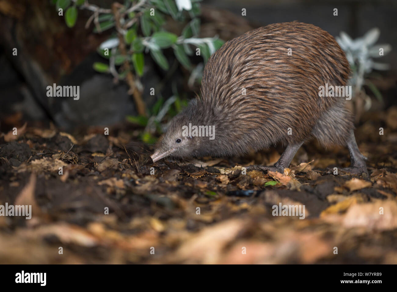 North island brown kiwi hi-res stock photography and images - Alamy