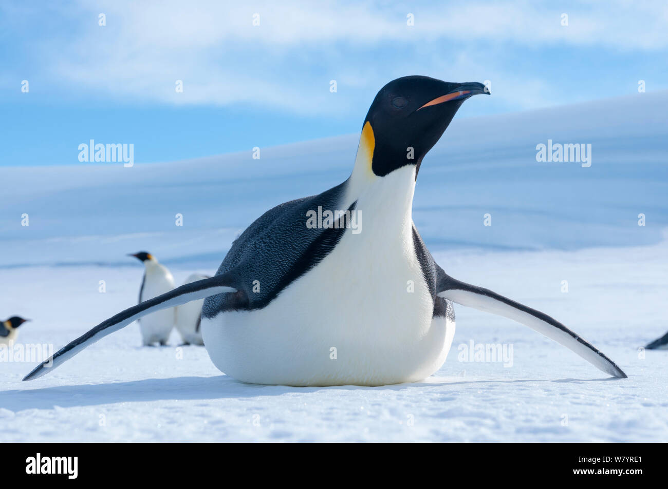 Emperor penguin (Aptenodytes forsteri) tobogganing, Amanda Bay, Prydz ...