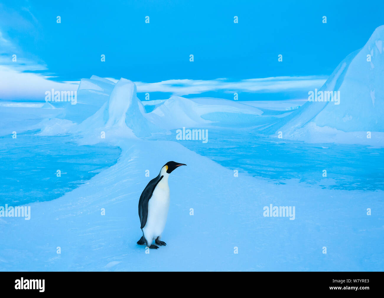 Emperor penguin (Aptenodytes forsteri), Amanda Bay, Prydz Bay, Ingrid ...