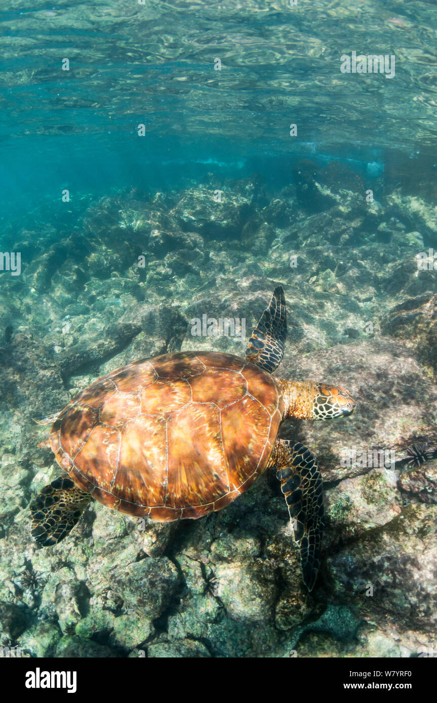 Ecuador sea turtle underwater hi-res stock photography and images - Alamy