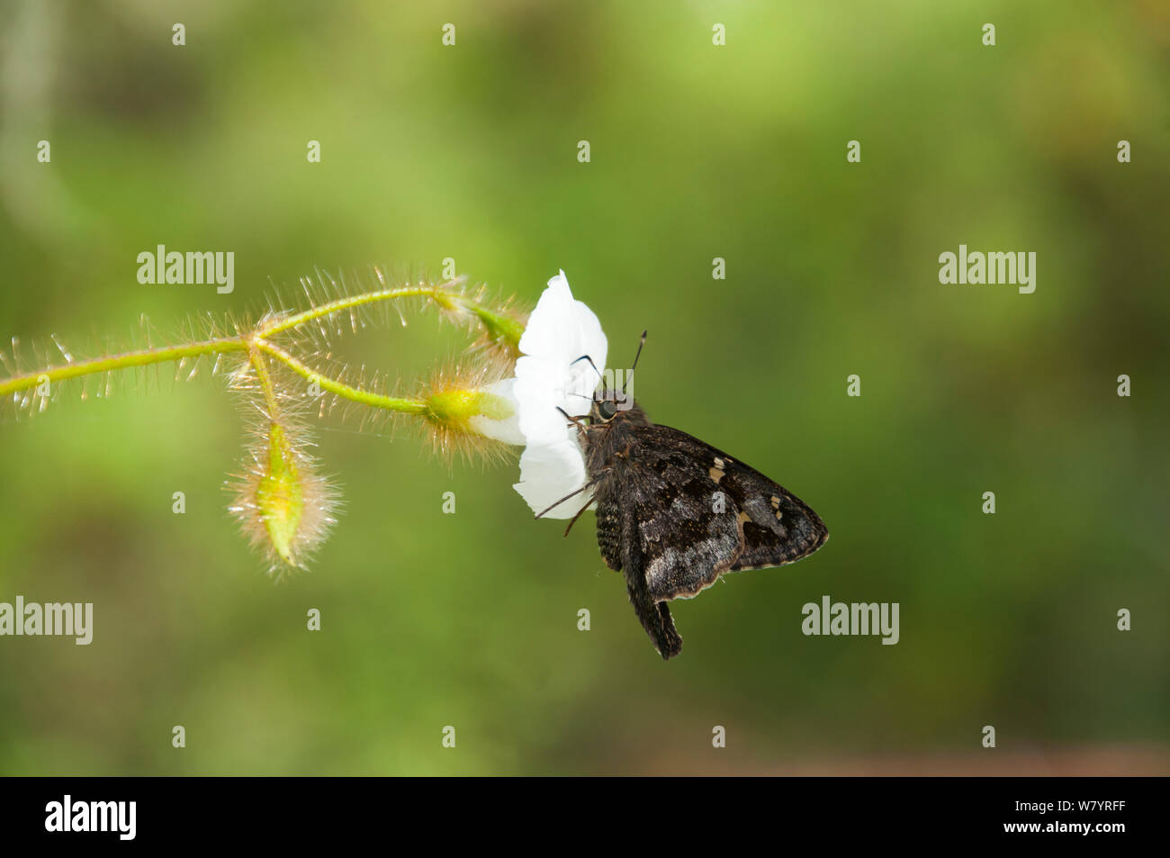 Dorantes longtail / large-tailed skipper (Urbanus dorantes) feeding on ...