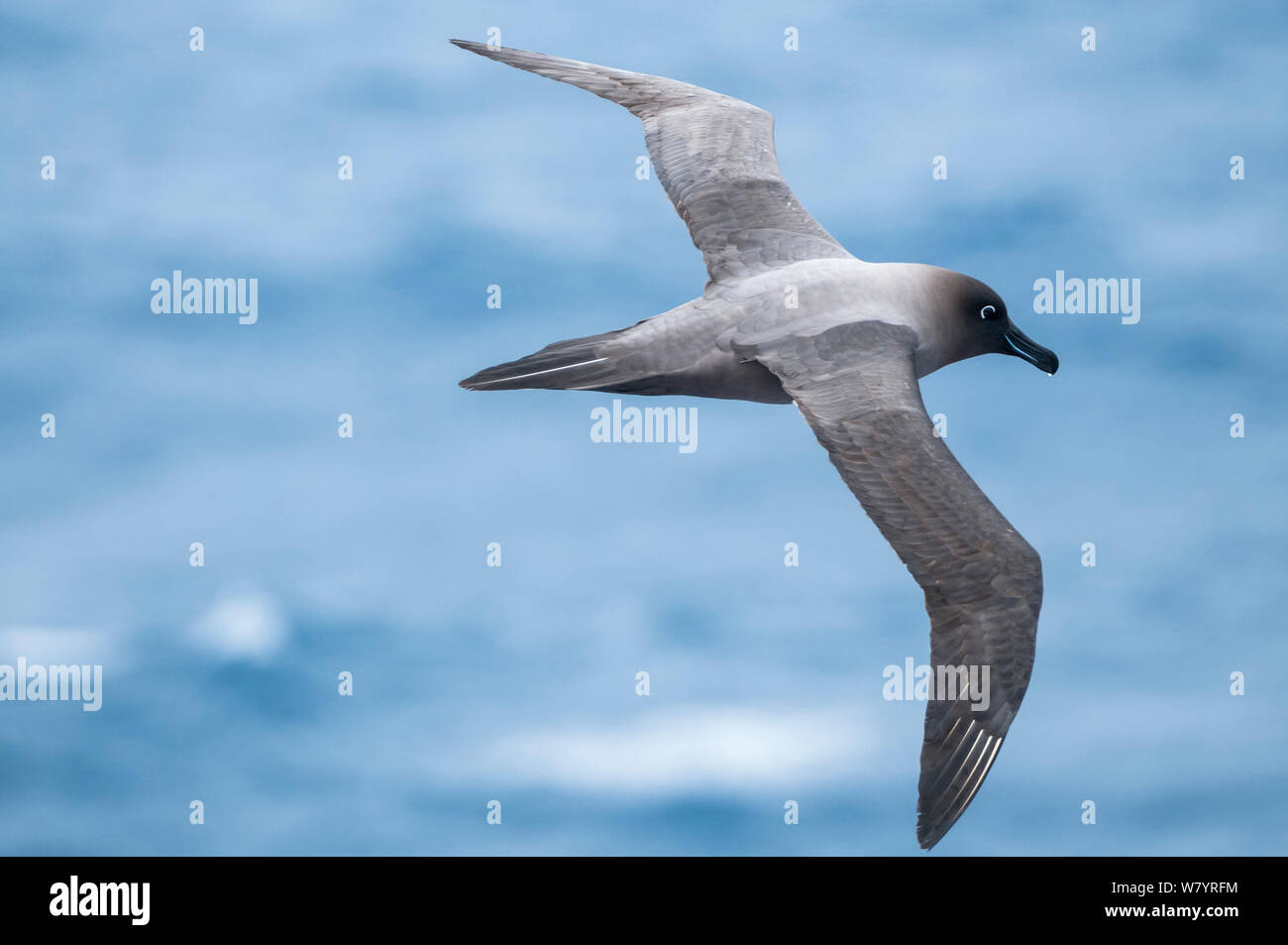 Light-mantled albatross (Phoebetria palpebrata) flying over ocean ...