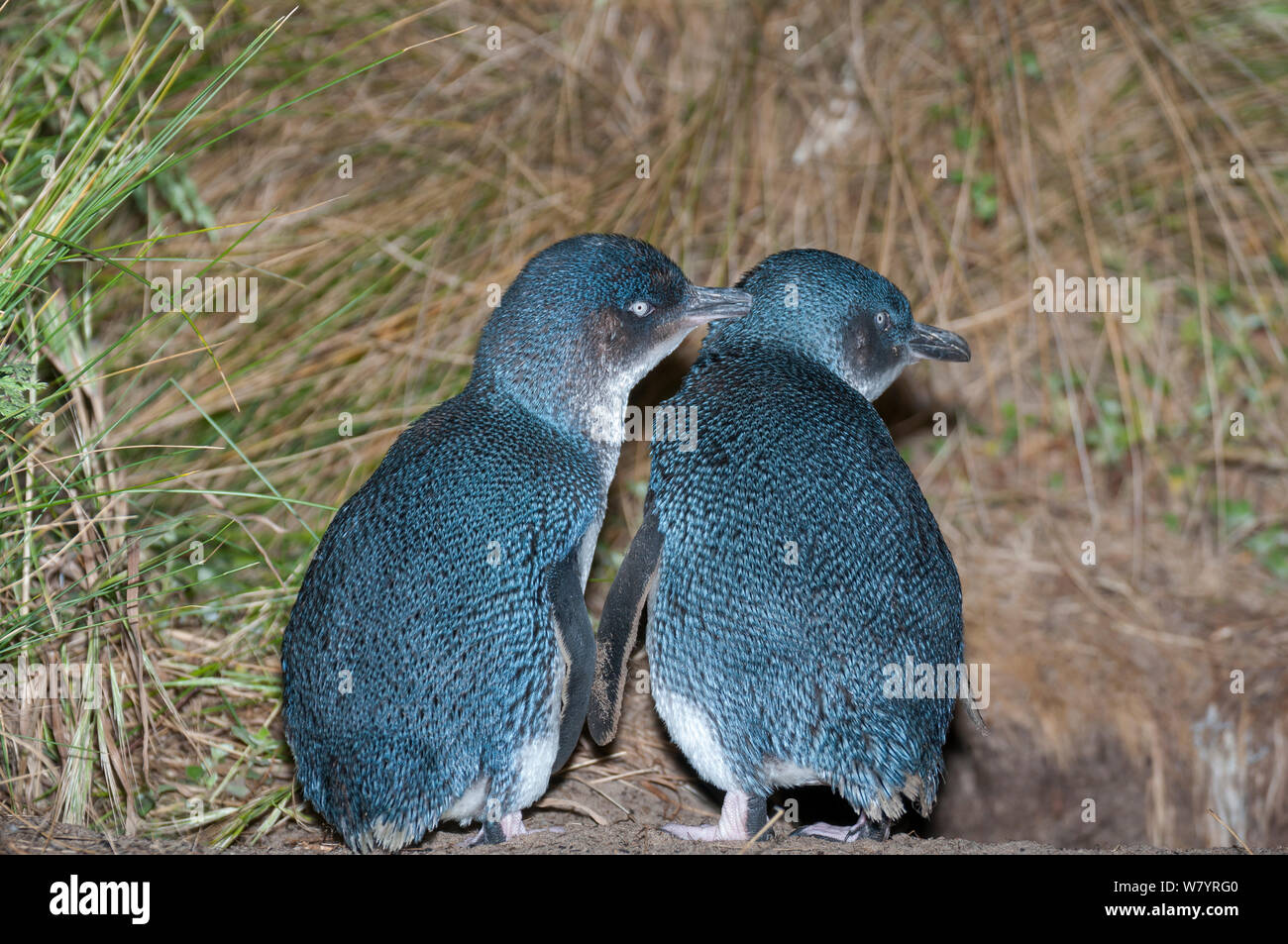 Little blue / fairy penguin (Eudyptula minor) at nesting burrow, Neck ...