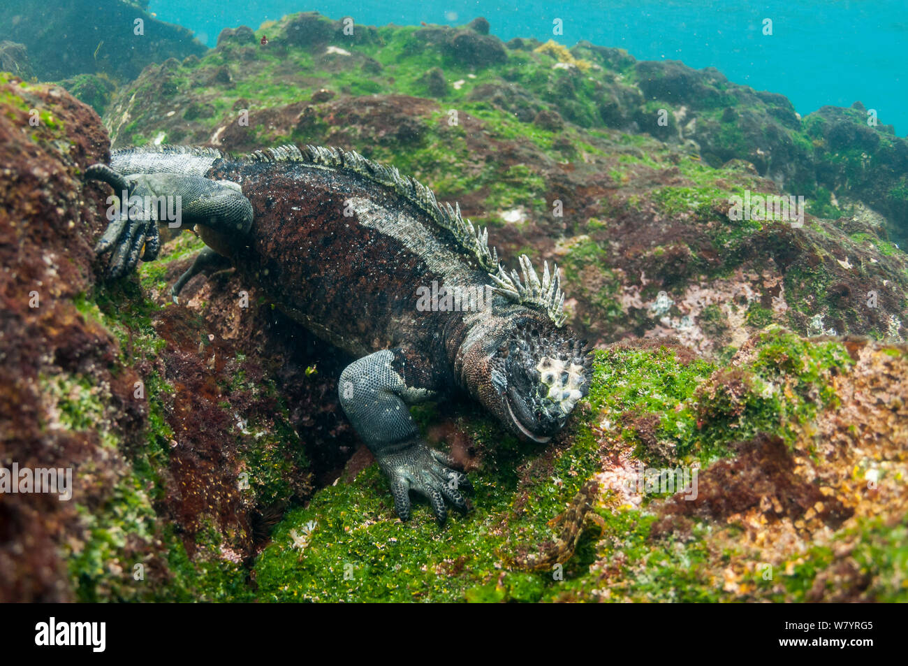 Marine iguana (Amblyrhynchus cristatus) diving to feed on algae, Punta ...