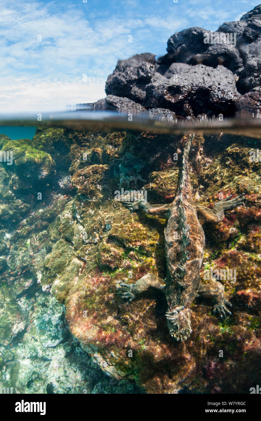 Marine iguana (Amblyrhynchus cristatus) diving to feed on algae ...