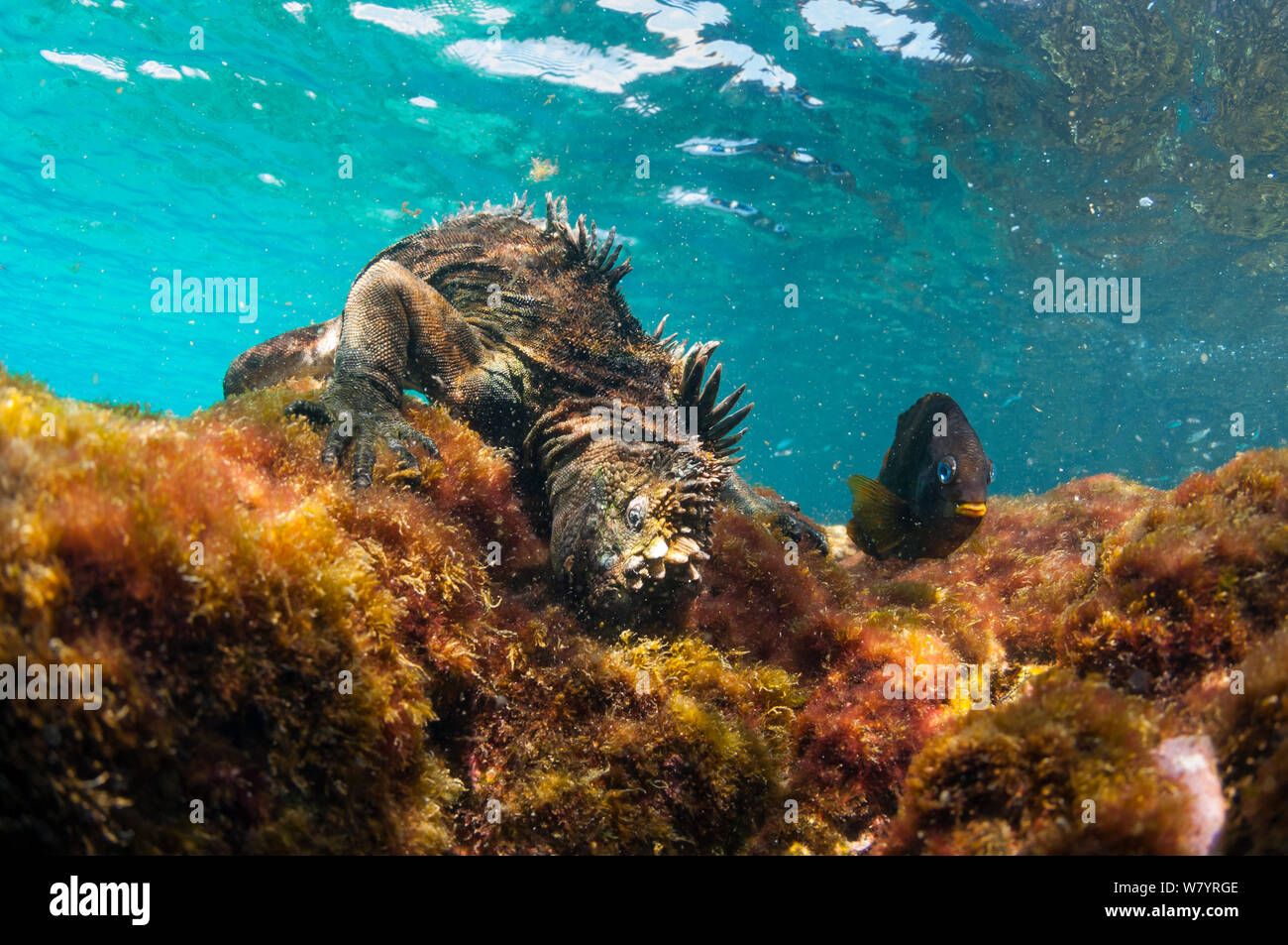 Marine iguana (Amblyrhynchus cristatus) diving to feed on algae ...