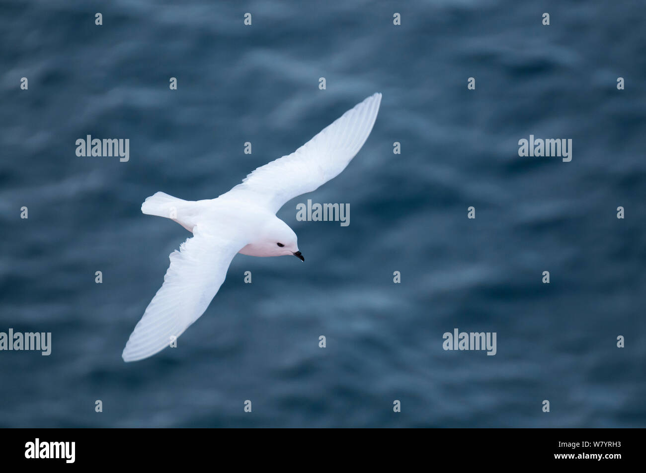 Snow petrel (Pagodroma nivea) flying, Antarctica, November Stock Photo ...