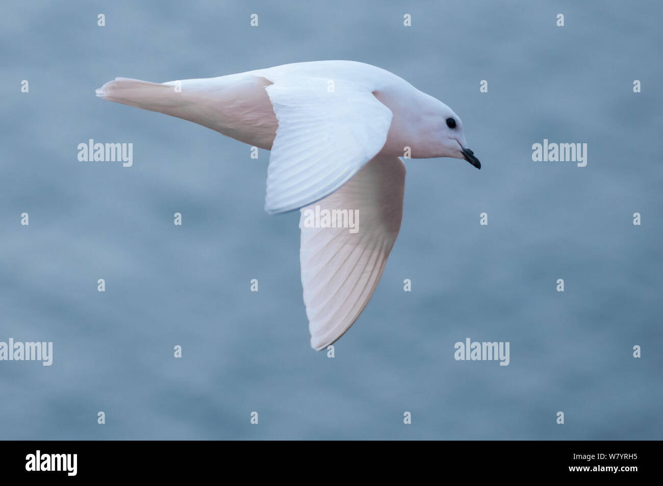 Snow petrel (Pagodroma nivea) flying, Antarctica, November Stock Photo ...