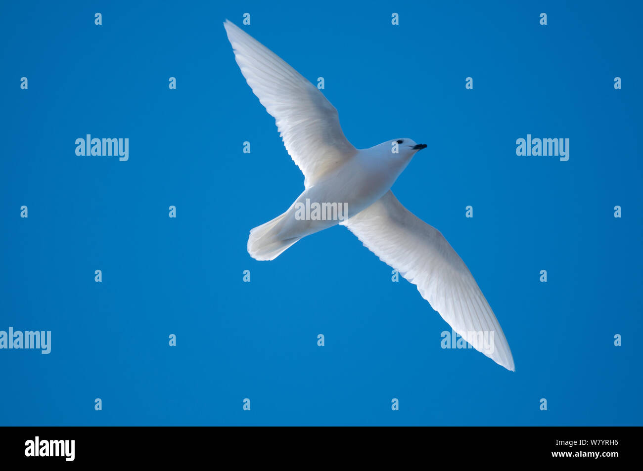 Snow petrel (Pagodroma nivea) flying, Antarctica, November Stock Photo ...