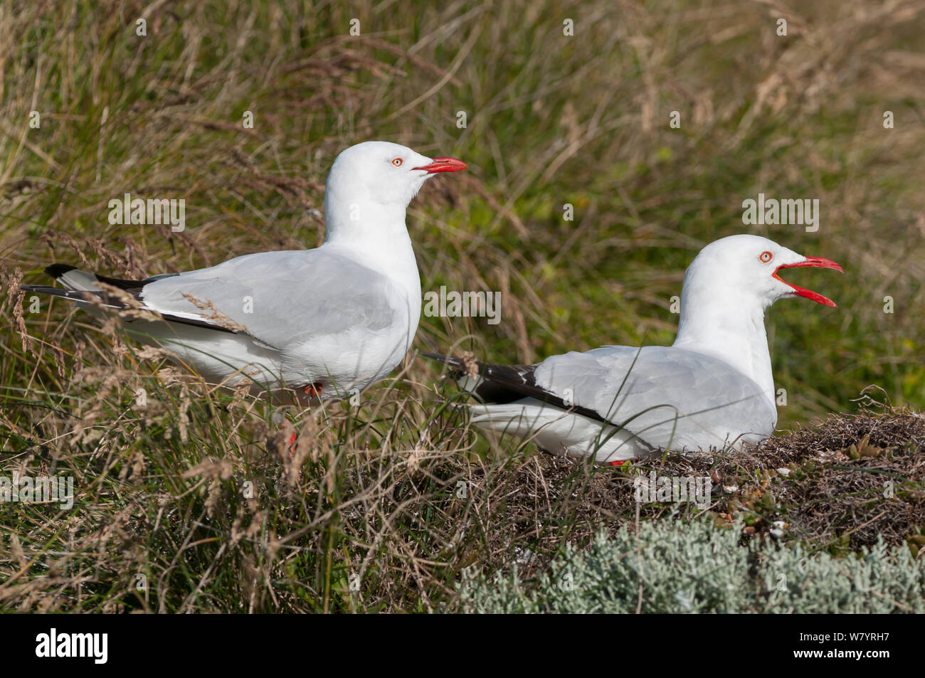 Silver gull australia hi-res stock photography and images - Alamy