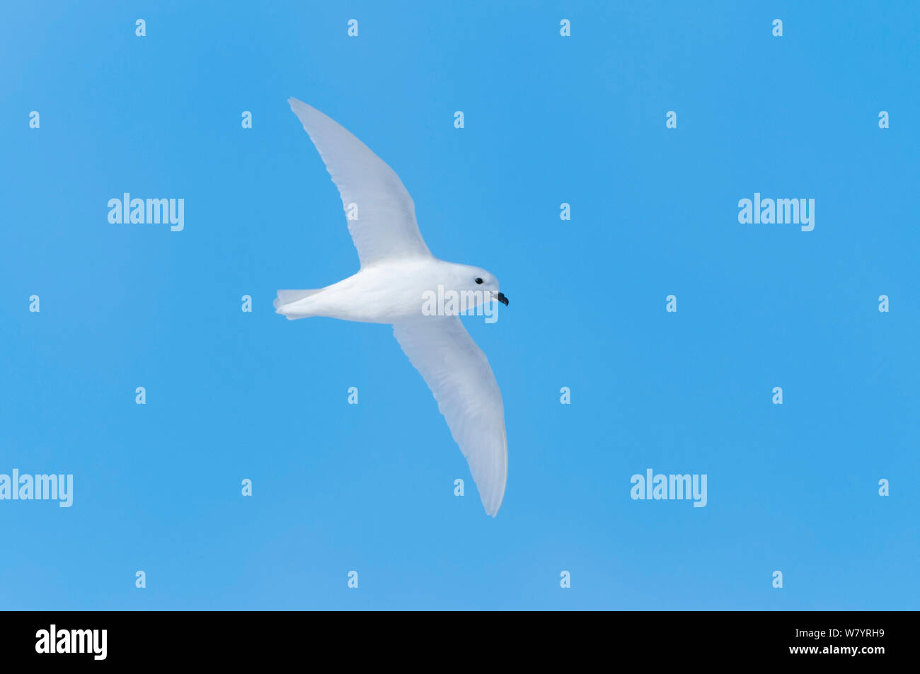 Snow petrel (Pagodroma nivea) flying, Antarctica, November Stock Photo ...
