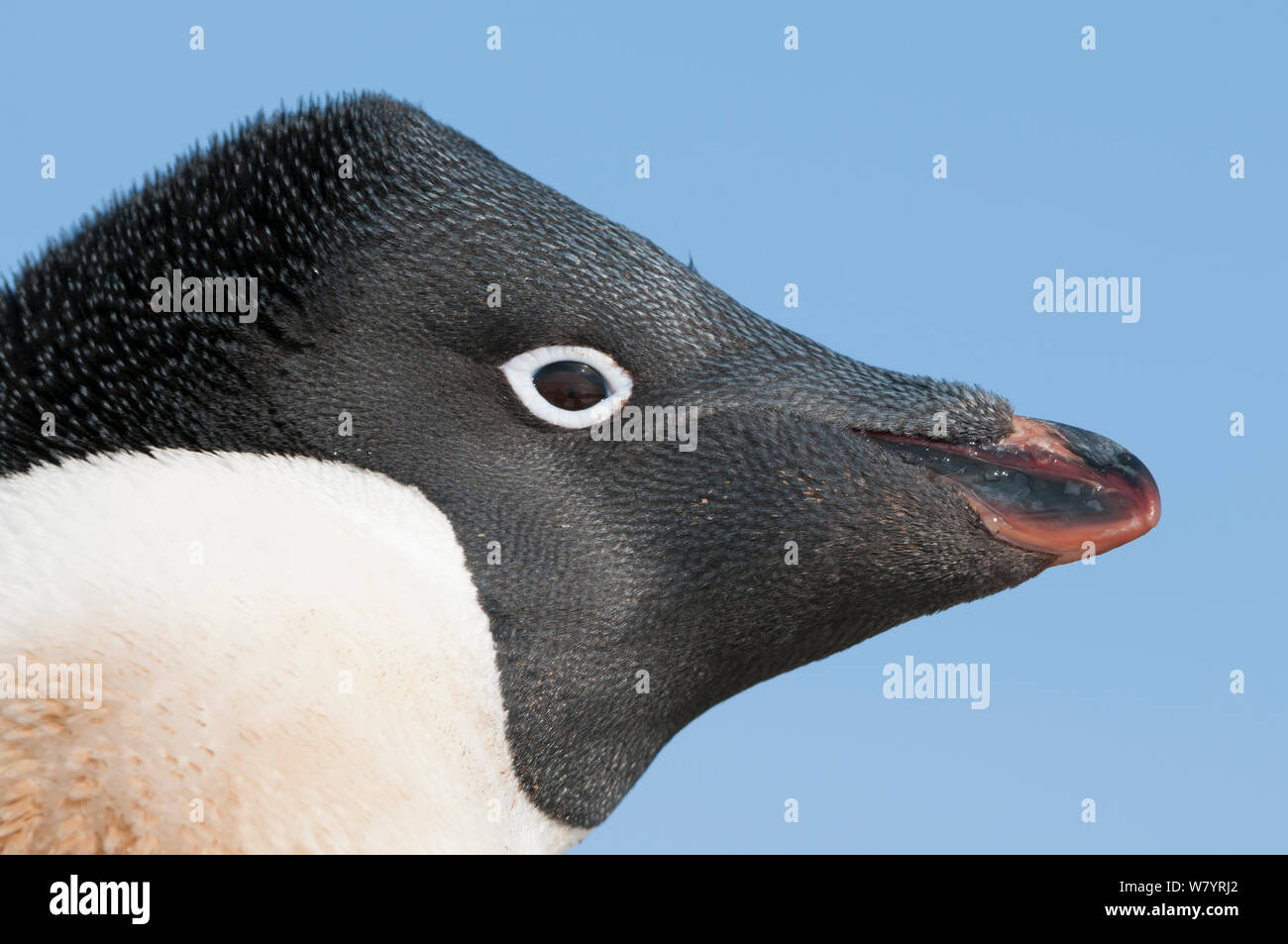 Penguin side profile hi-res stock photography and images - Alamy