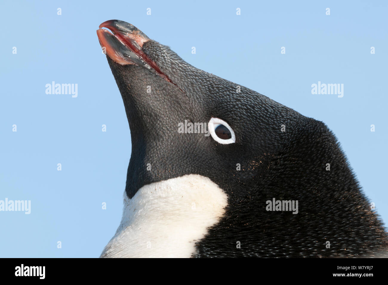 Penguin side profile hi-res stock photography and images - Alamy