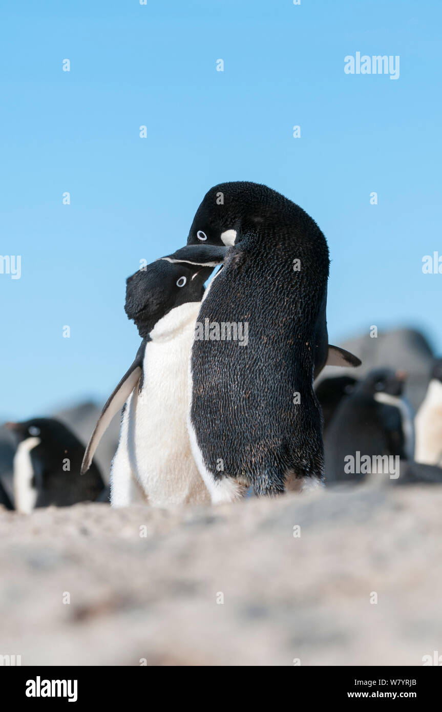 Mating station hi-res stock photography and images - Alamy