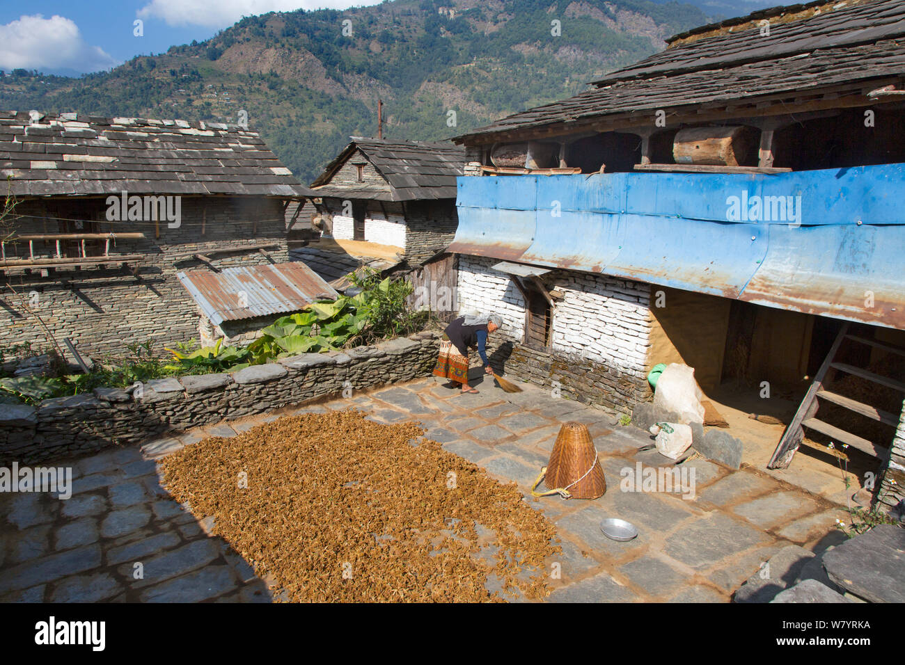 Drying crop of millet in courtyard of house, Ghandruk, Modi Khola ...