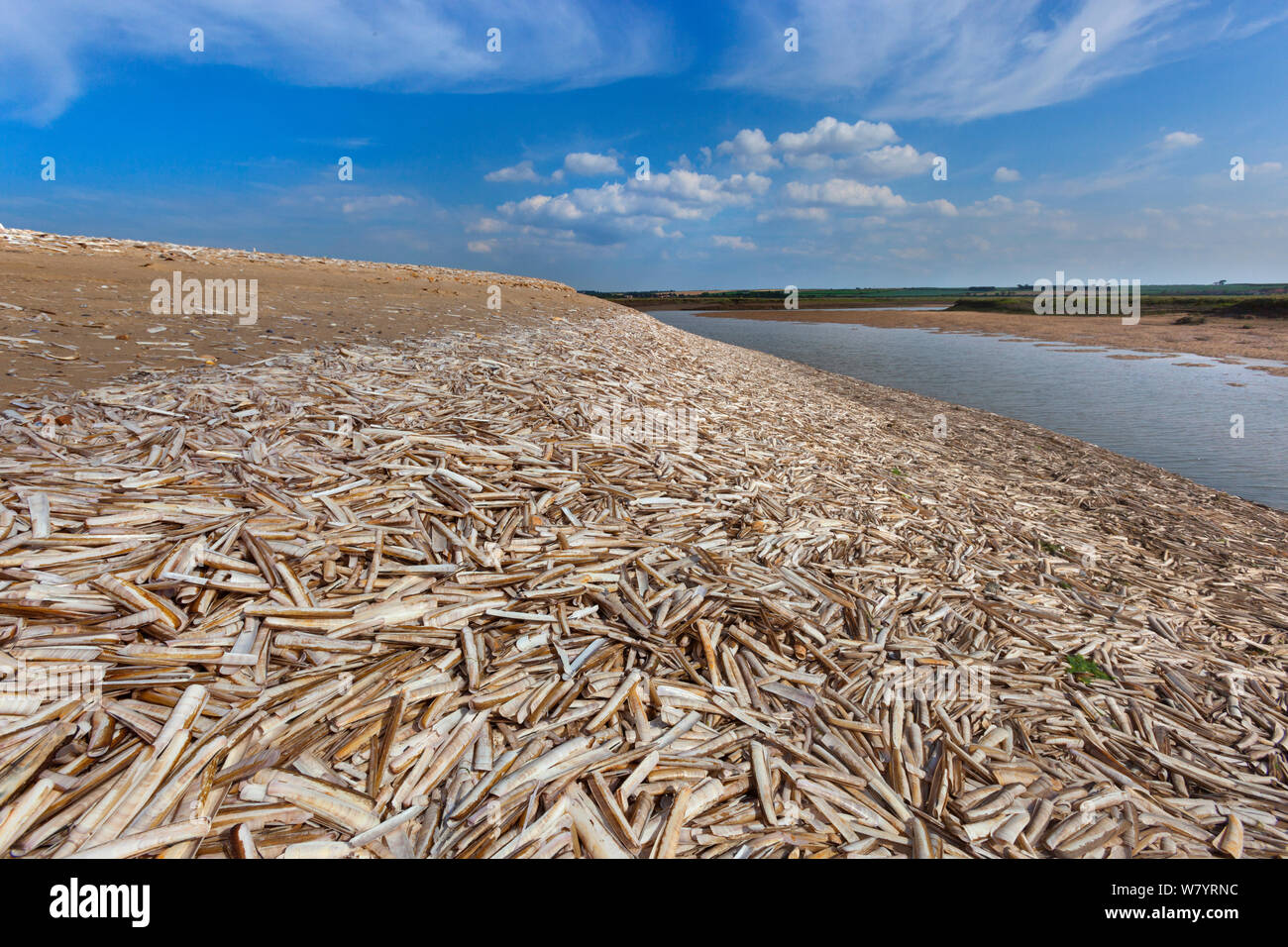 Large mass of Razor shells (Ensis siliqua) washed ashore on Thornham ...