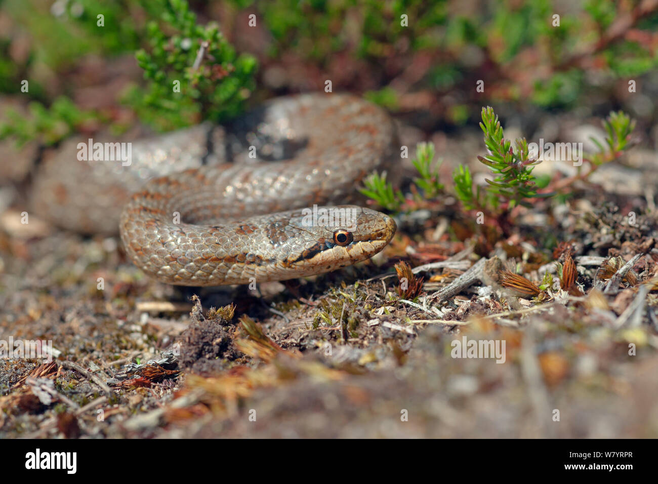 Smooth snake (Coronella austriaca) Hartland Moor, Dorset, England, UK ...