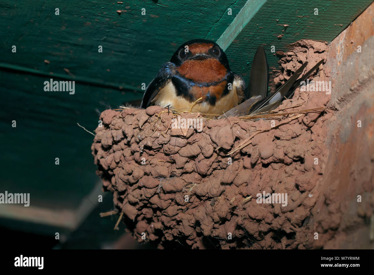 Barn swallow (Hirundo rustica gutturalis) in nest under eaves of ...
