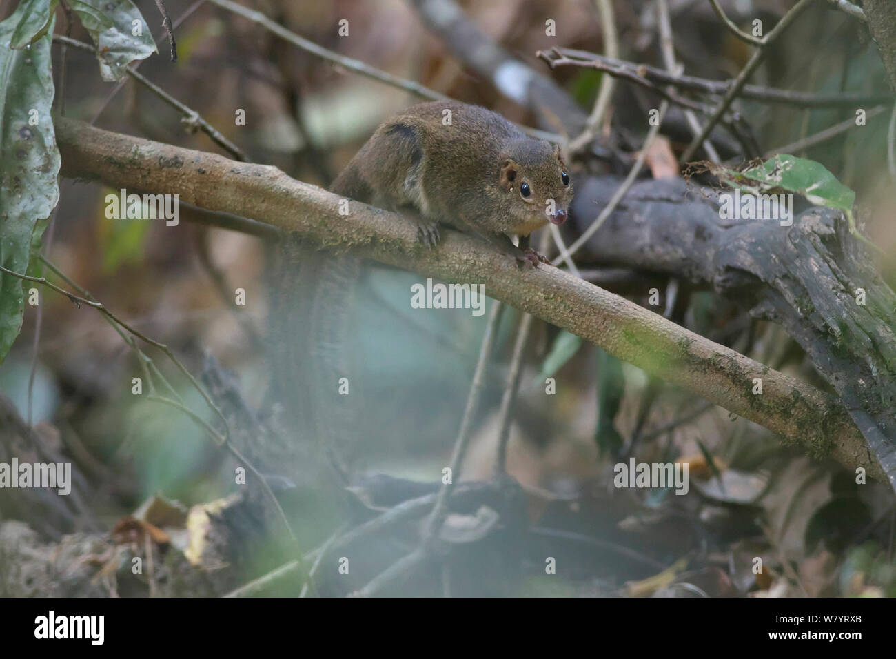 Tupaia hi-res stock photography and images - Alamy