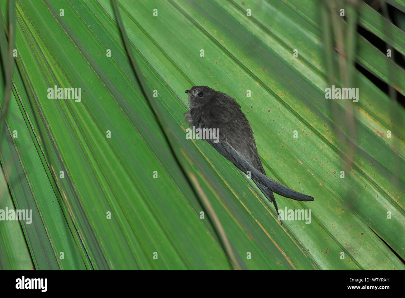 Xishuangbanna national nature reserve hi-res stock photography and ...