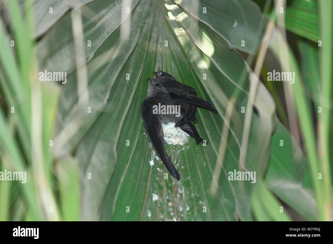 Asian palm swift (Cypsiurus balasiensis infumatus) chicks in nest ...