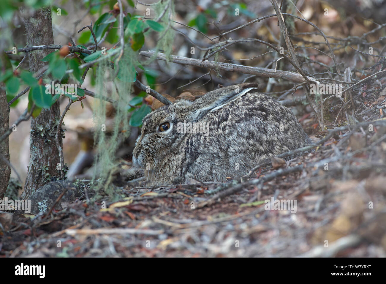 Woolly hare (Lepus oiostolus) hunched up low to the ground, camouflaged ...