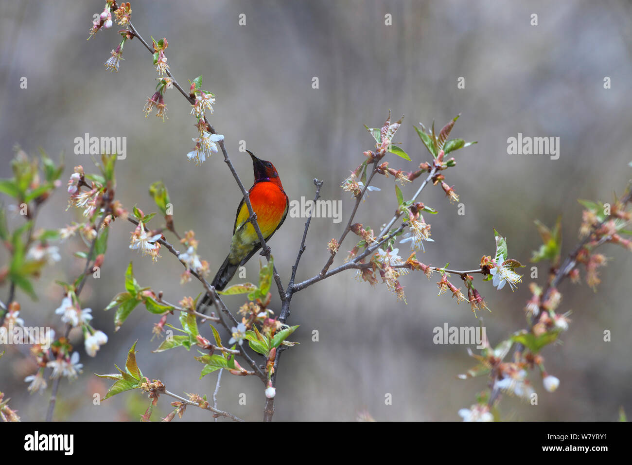 Mrs Gould's sunbird (Aethopyga gouldiae dabryii) male perched in branch ...
