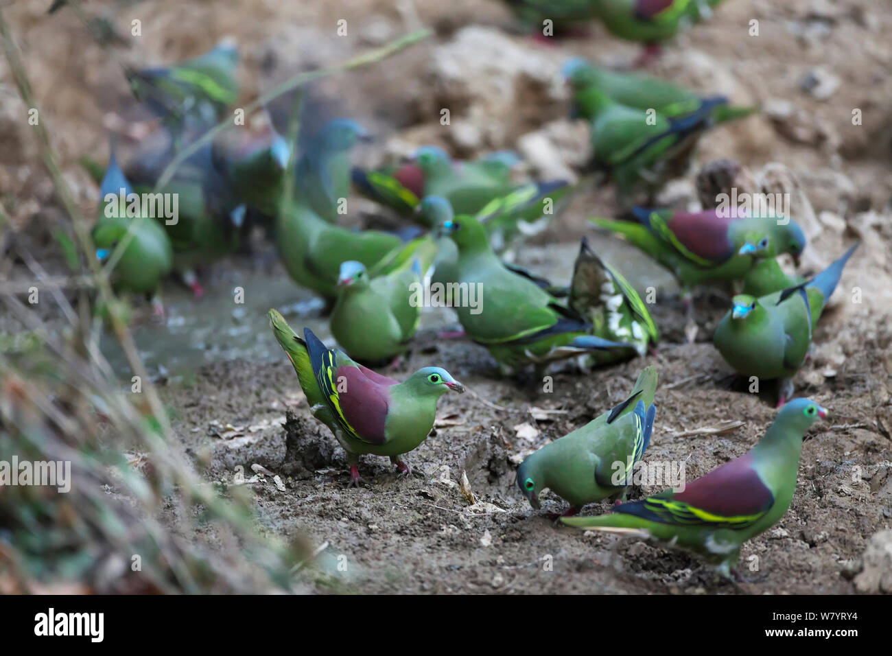 Group of pigeon hi-res stock photography and images - Alamy