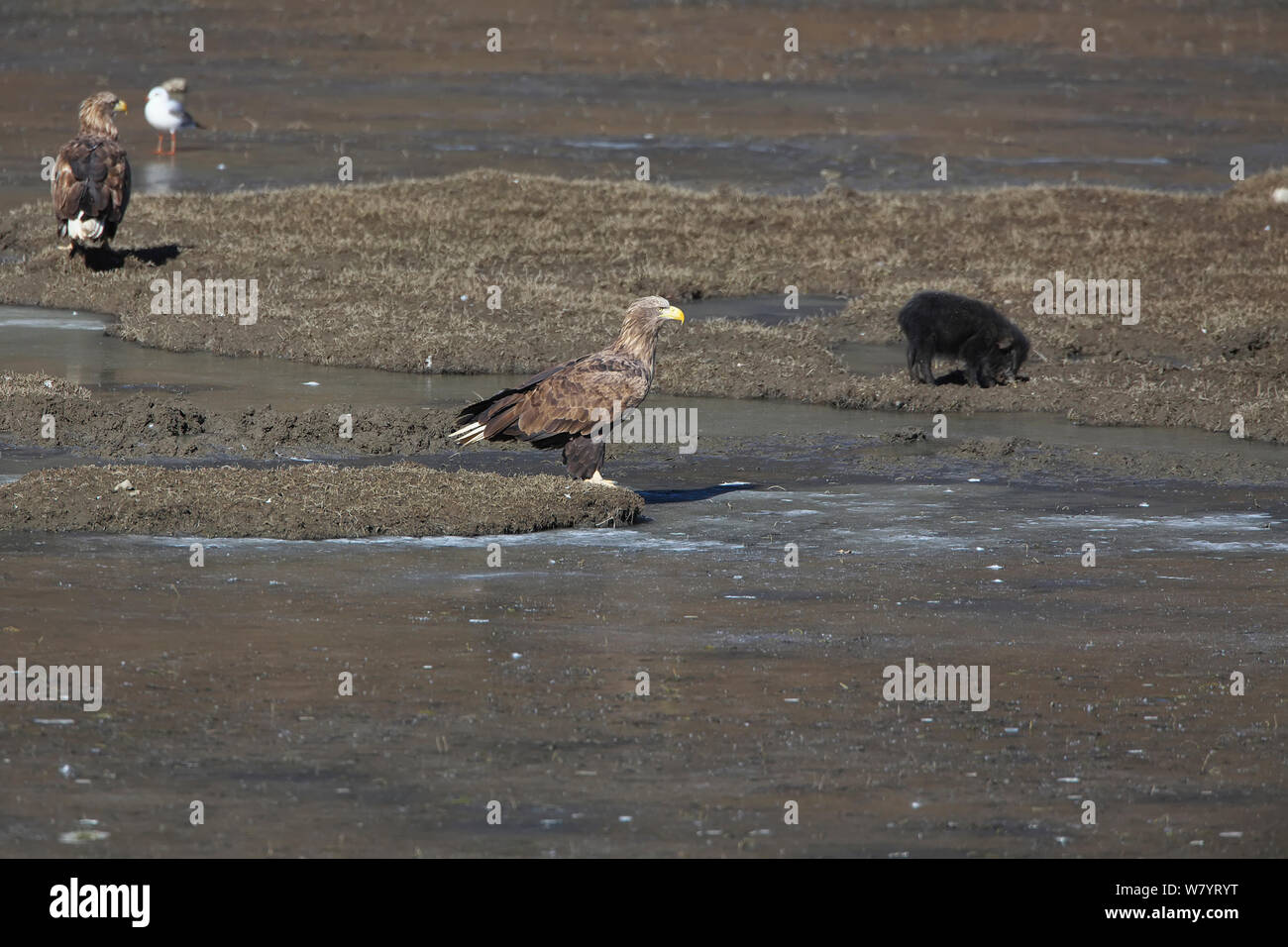Two Toed Bird High Resolution Stock Photography and Images - Alamy