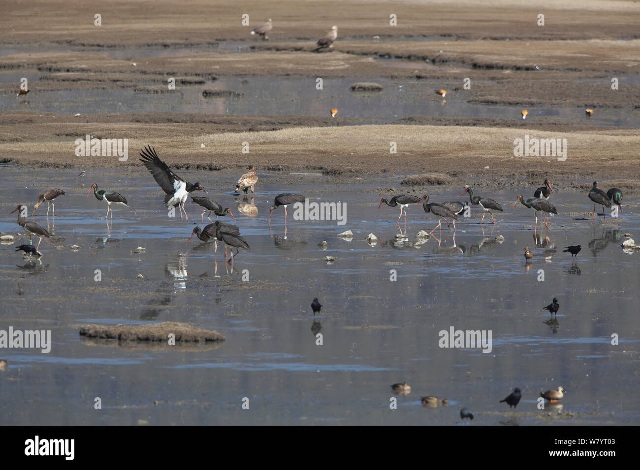 Black storks (Ciconia nigra) foraging in muddy silt around lake, with ...