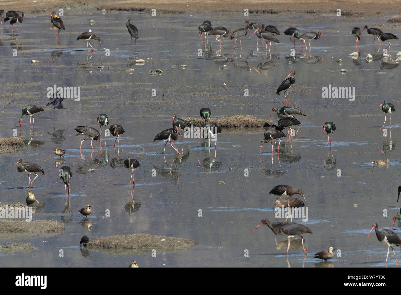 Black storks (Ciconia nigra) foraging in muddy silt around lake, with ...