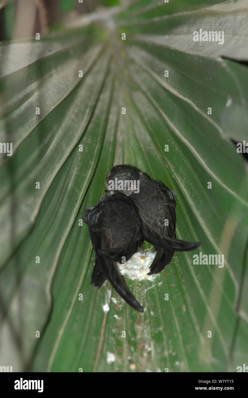 Asian palm swift (Cypsiurus balasiensis infumatus) chicks in nest on ...