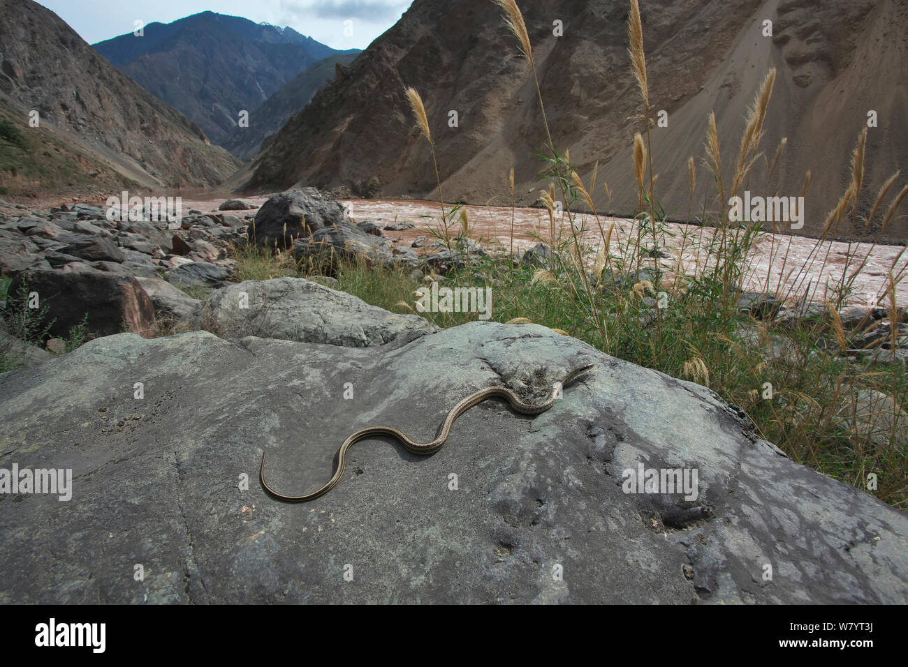 Beauty rat snake (Orthriophis taeniurus) on rock in river valley ...