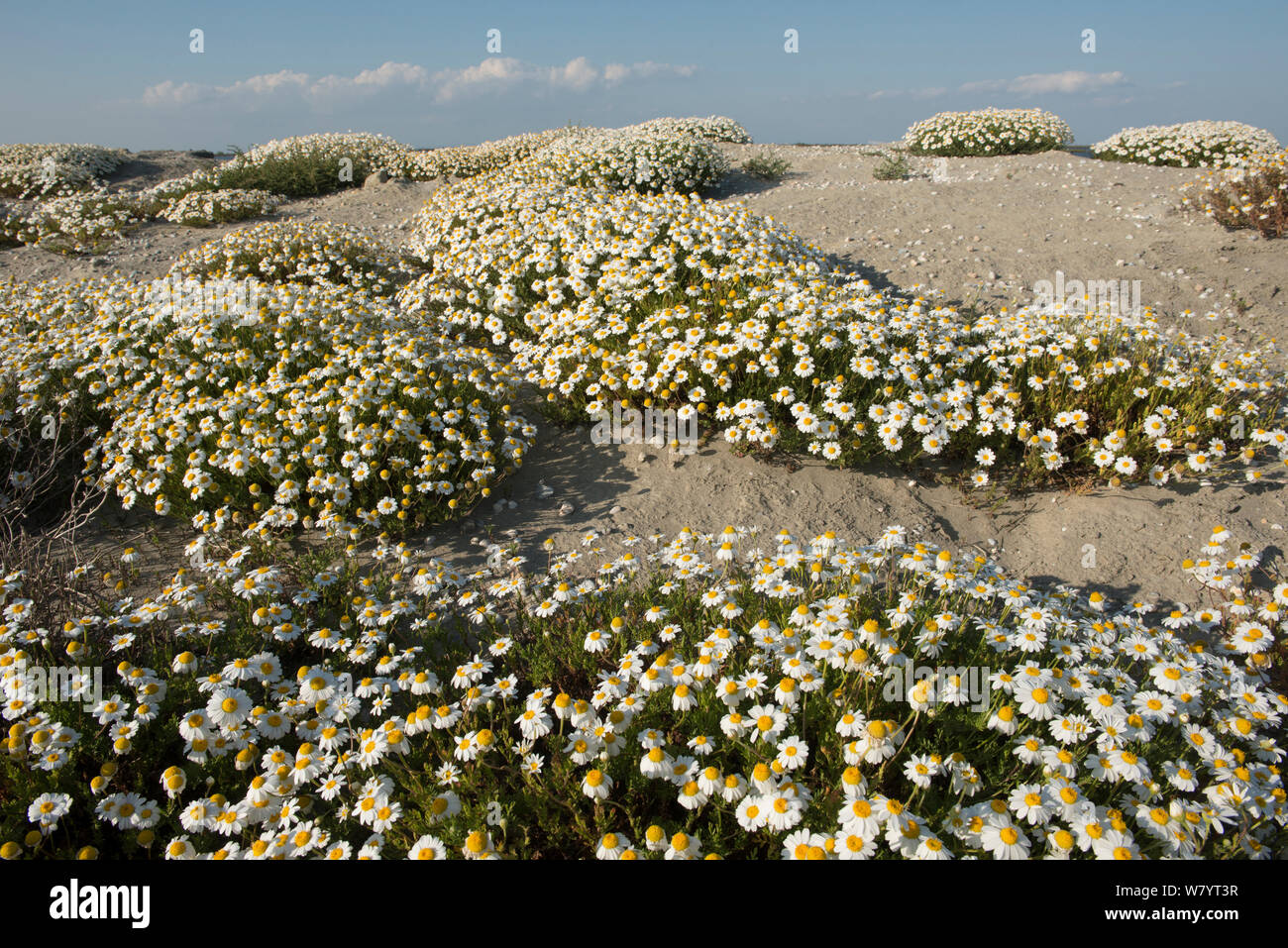 Seaside chamomile (Anthemis maritima) flowering, Grau de la Dent ...