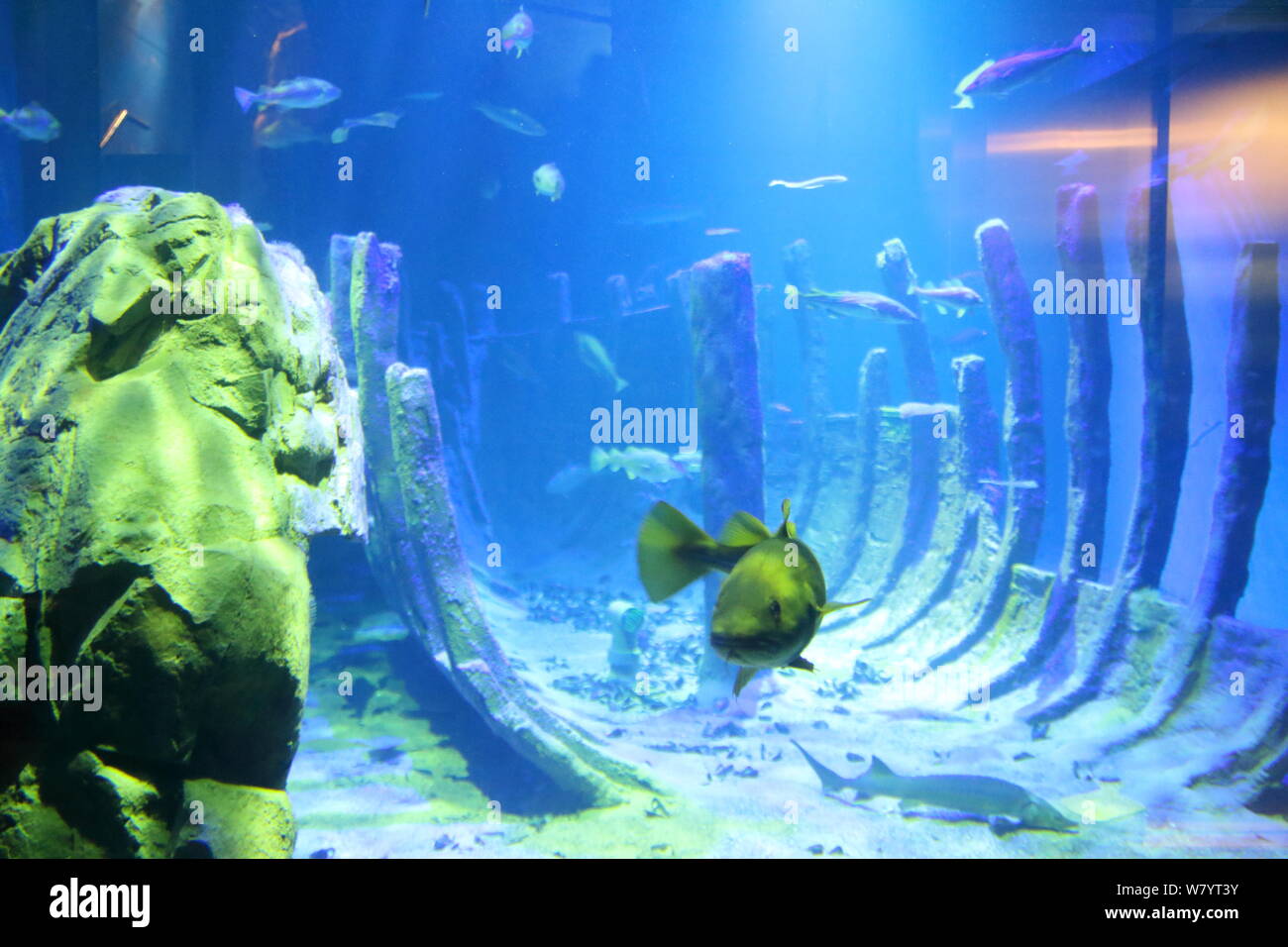 Seaweed-filled chain at the bottom of the sea Stock Photo - Alamy