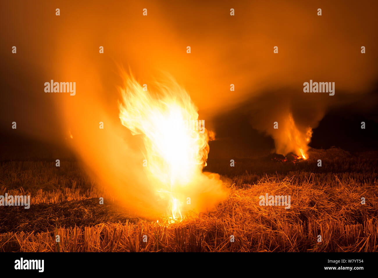 Burning of rice field after harvest, Camargue, France, October Stock ...
