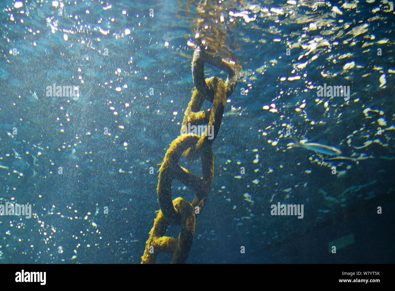 Chain and seaweed hi-res stock photography and images - Alamy