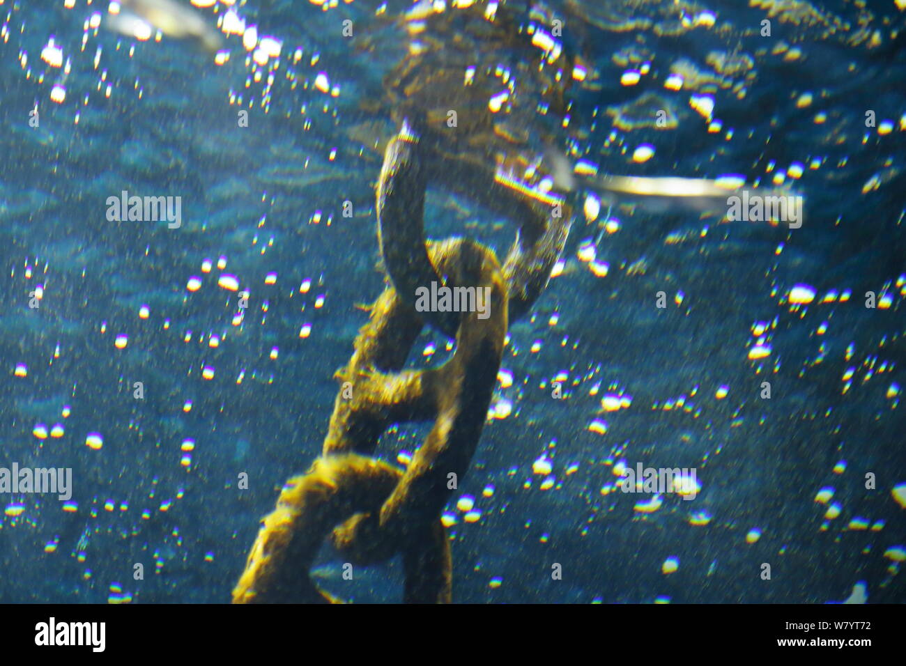 Seaweed-filled chain at the bottom of the sea Stock Photo - Alamy