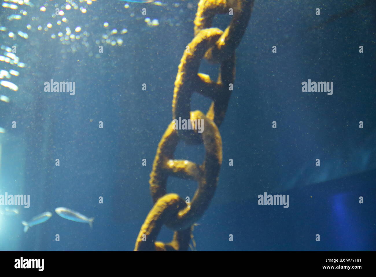 Seaweed-filled chain at the bottom of the sea Stock Photo - Alamy