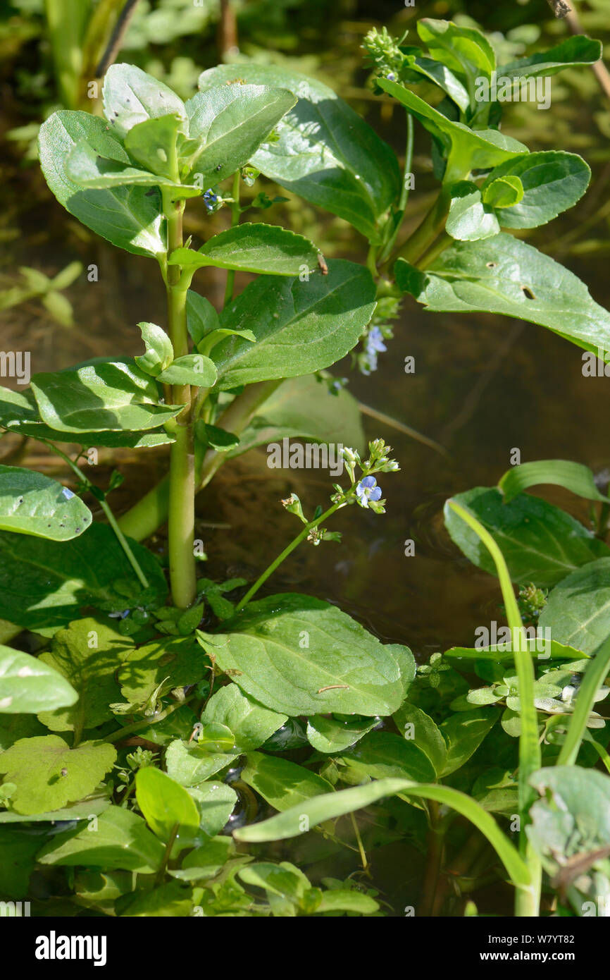 Brooklime (Veronica beccabunga) flowering in a shallow stream, Corfe ...