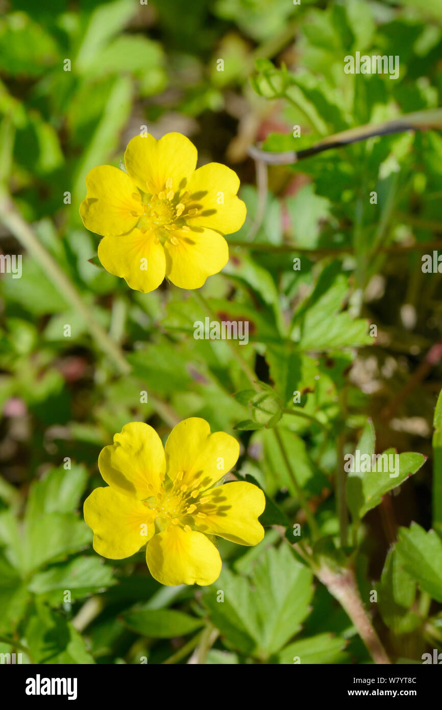 Creeping cinquefoil (Potentilla reptans) flowering in a dried out ...