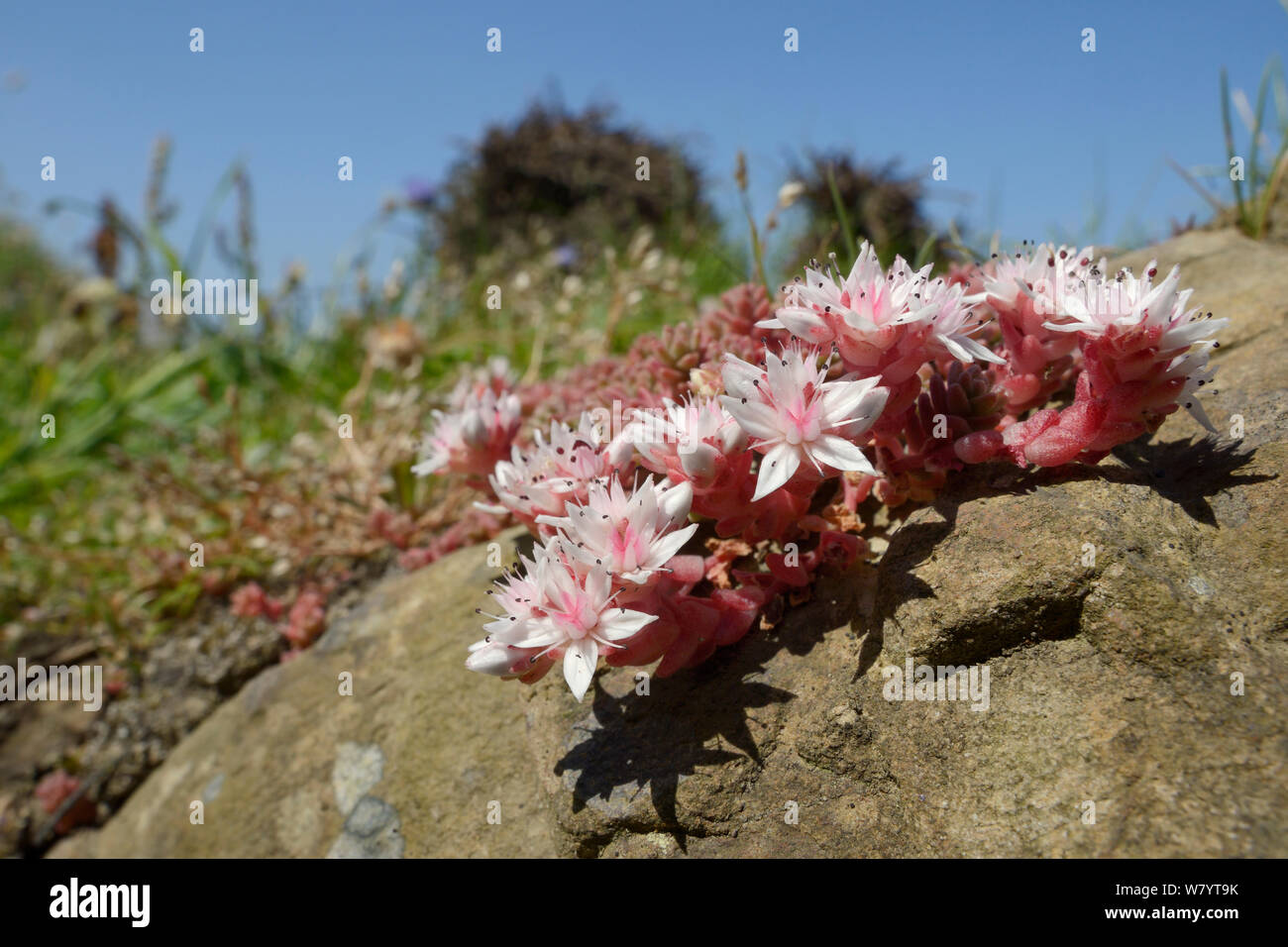 English stonecrop (Sedum anglicum) clump flowering on exposed rock on a ...