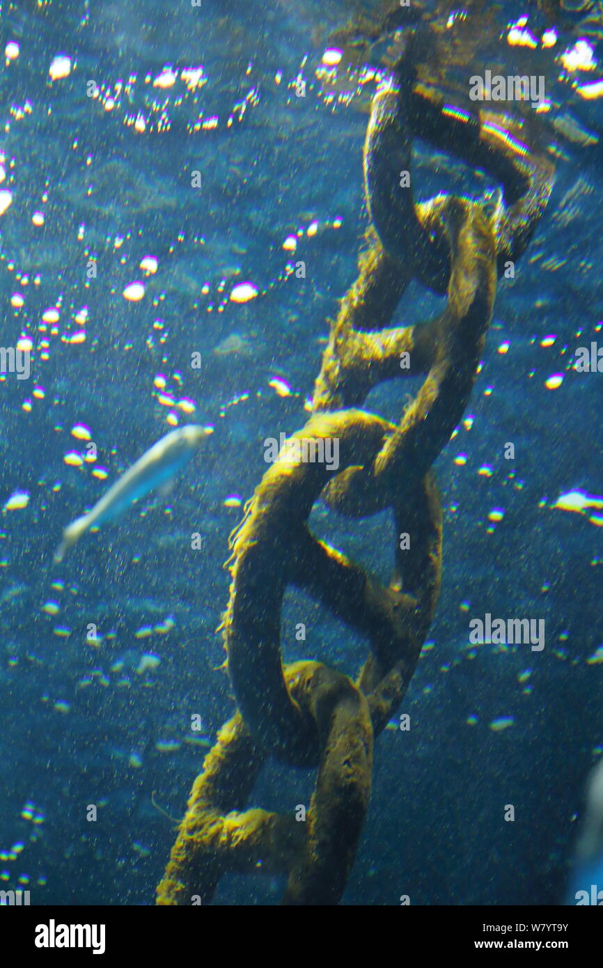 Seaweed-filled chain at the bottom of the sea Stock Photo - Alamy