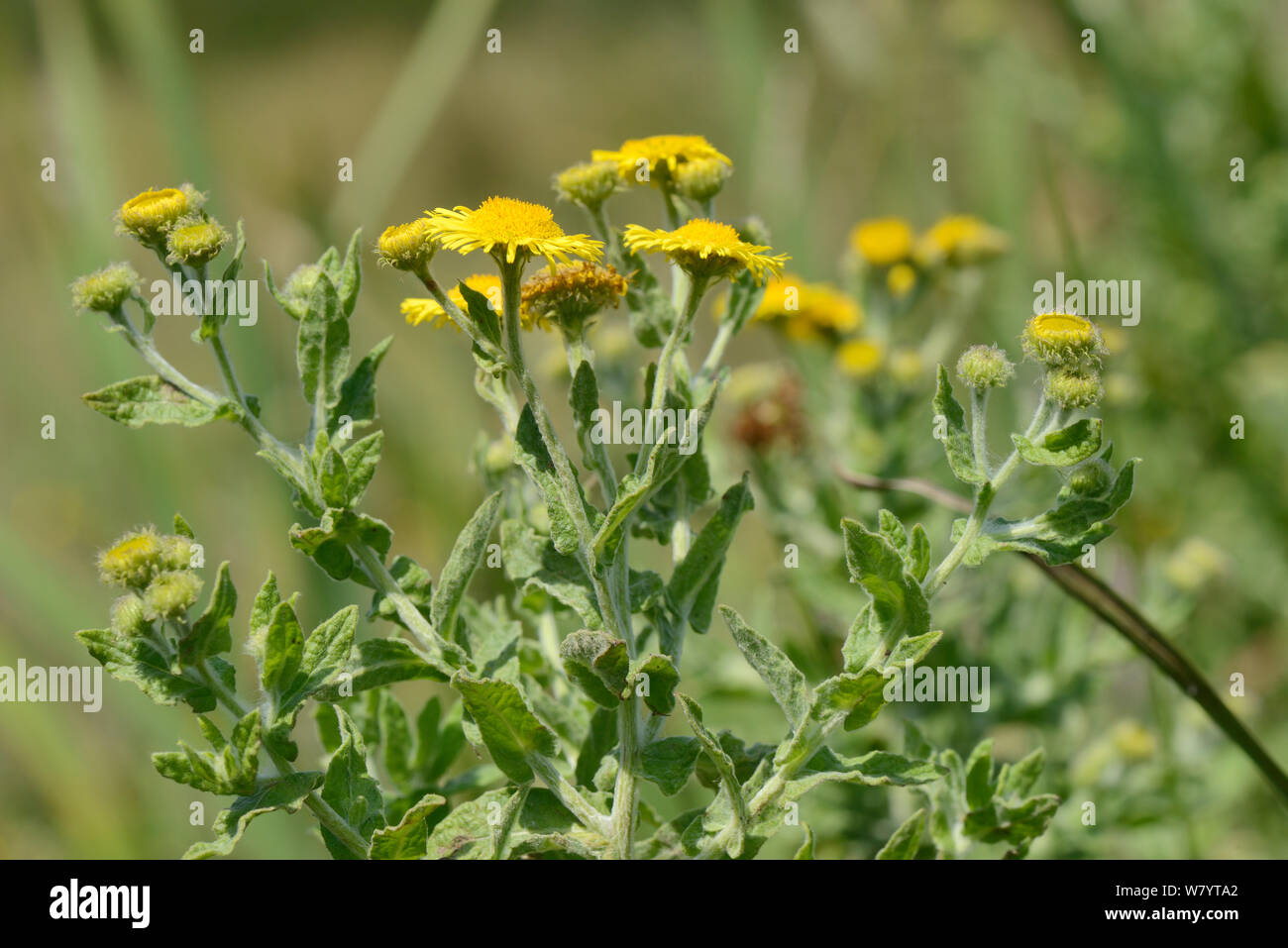 Common fleabane (Pulicaria dysenterica) flowering on the edge of a ...