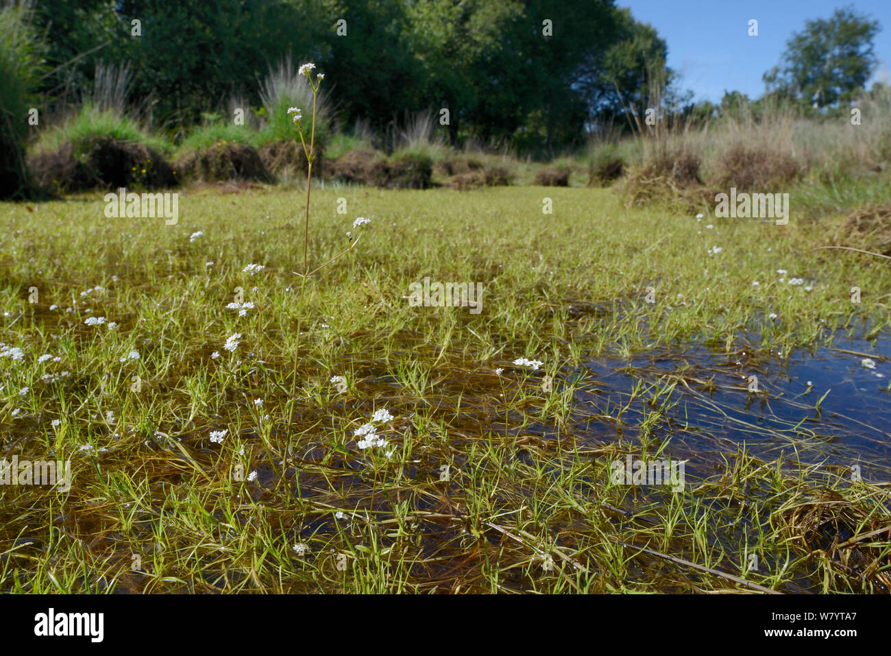 Common marsh bedstraw (Galium palustre) flowering in a pond among ...