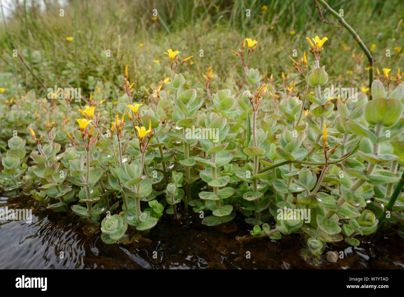 Marsh St.John's wort / Bog Hypericum (Hypericum elodes) flowering in a ...