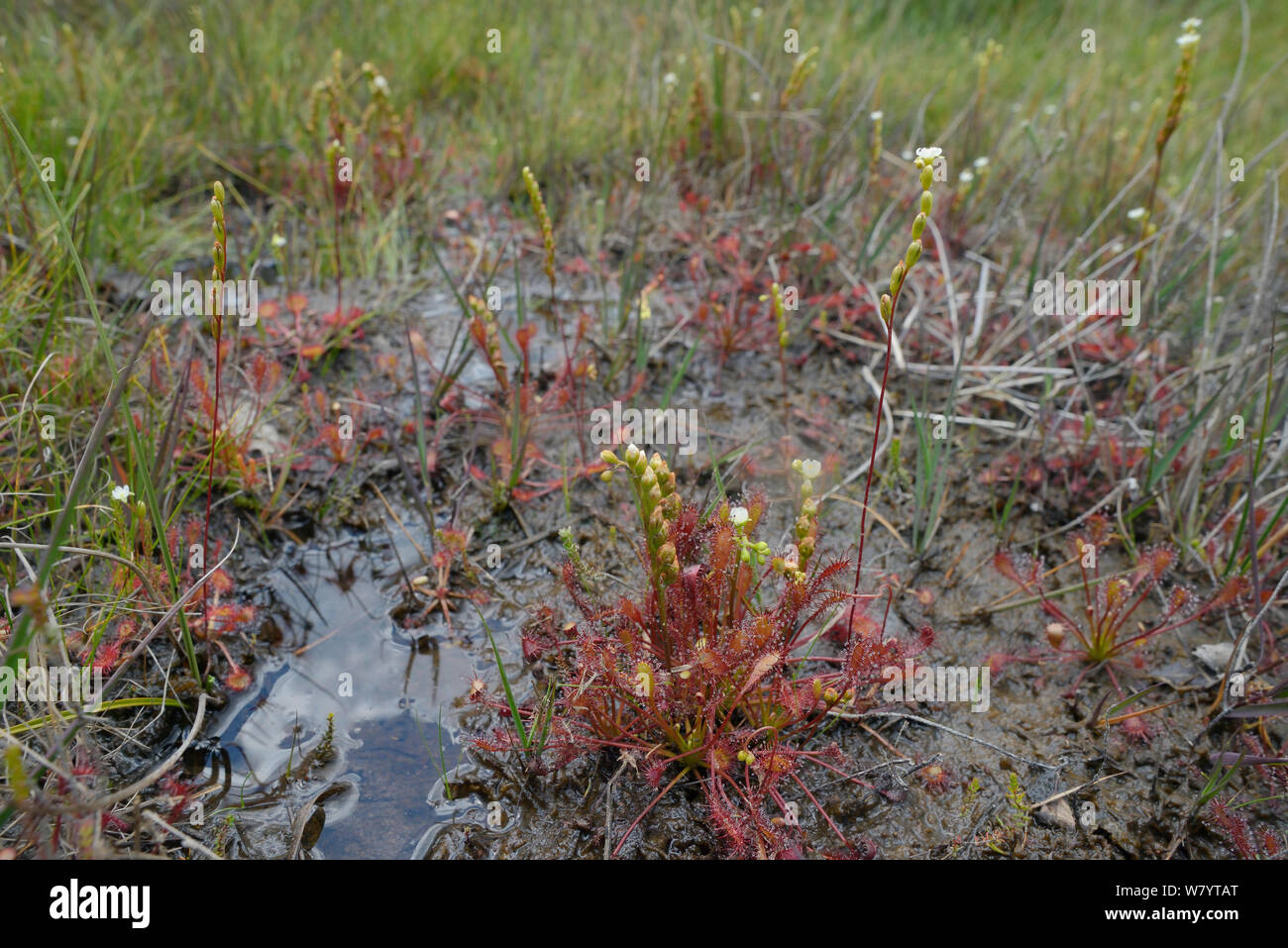 Oblong-leaved / Long-leaved sundew (Drosera intermedia) flowering clump ...